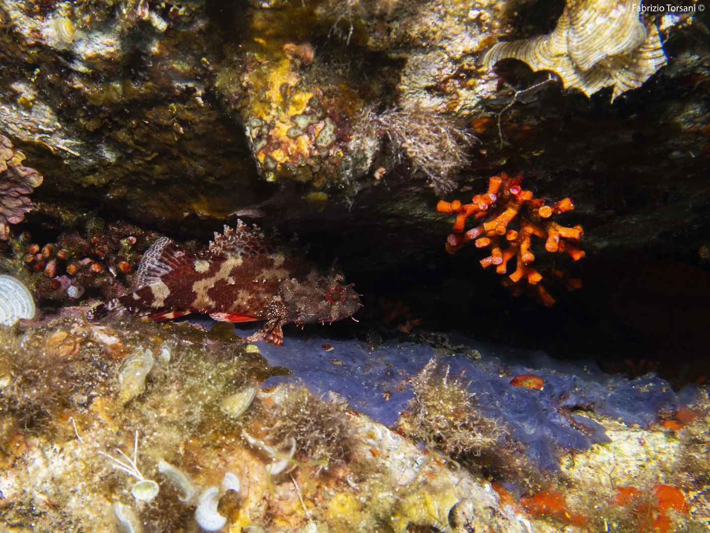 More than 200 scientists from around the world call for permanent ...