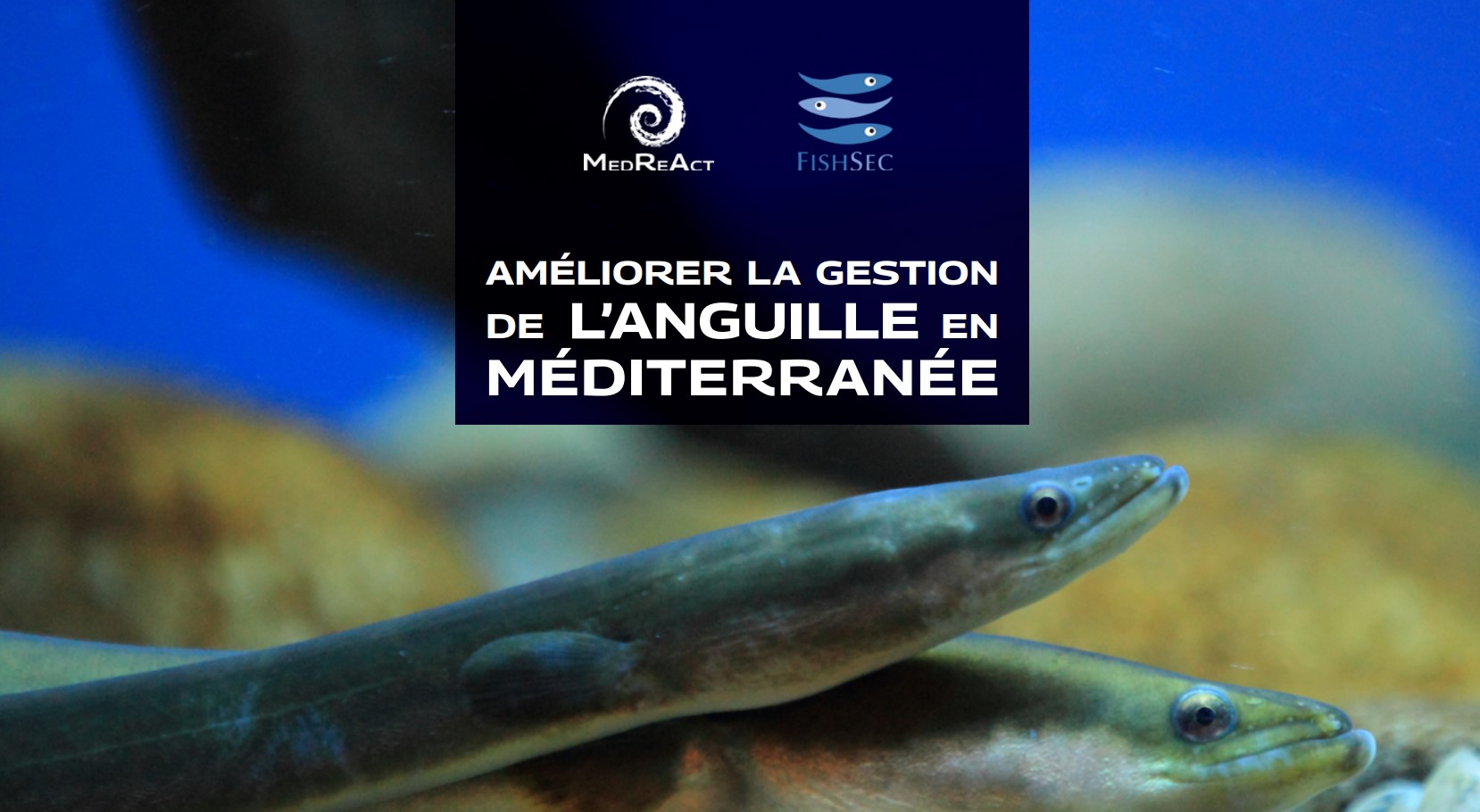 Améliorer la gestion de l'anguille en Méditerranée | MedReAct