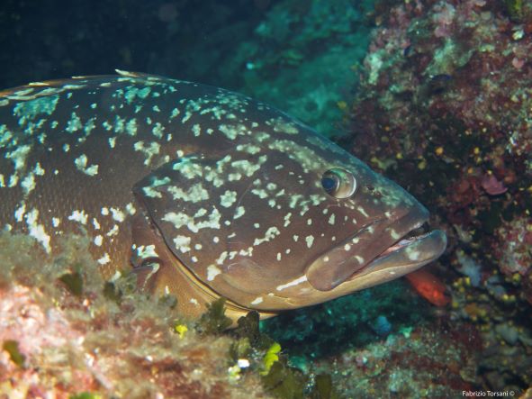 LA CERNIA, REGINA DEL MAR MEDITERRANEO, E' IN PERICOLO