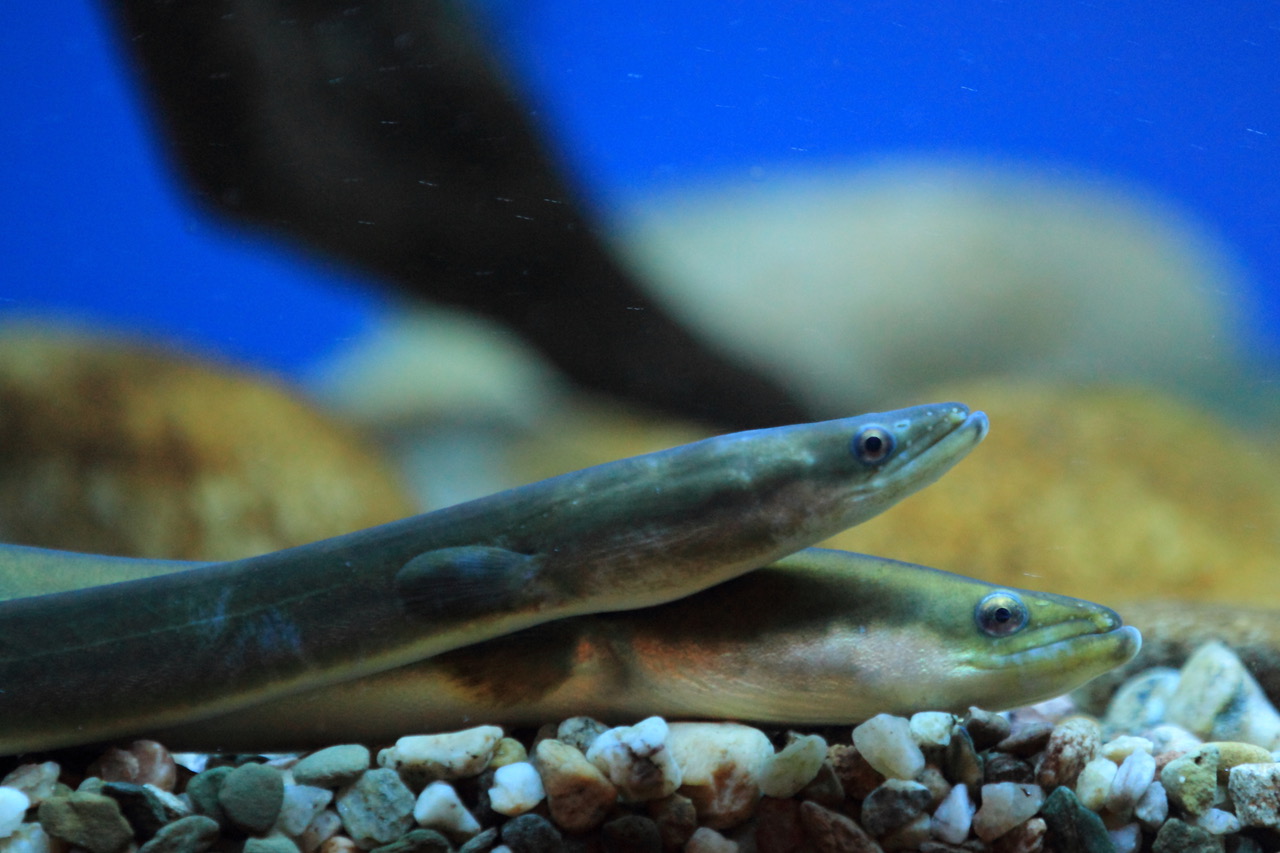 SAVING THE EUROPEAN EEL | MedReAct