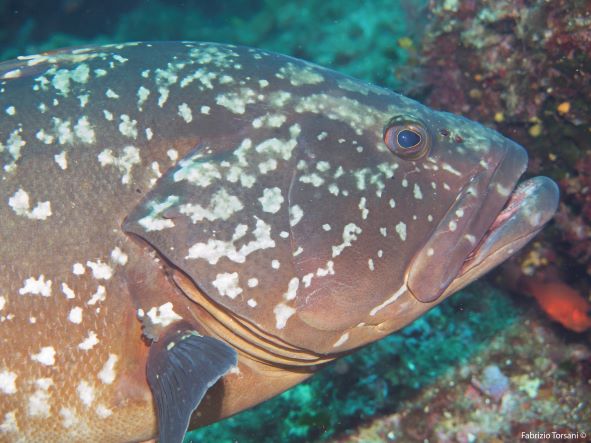 La cernia, regina del Mar Mediterraneo, è in pericolo