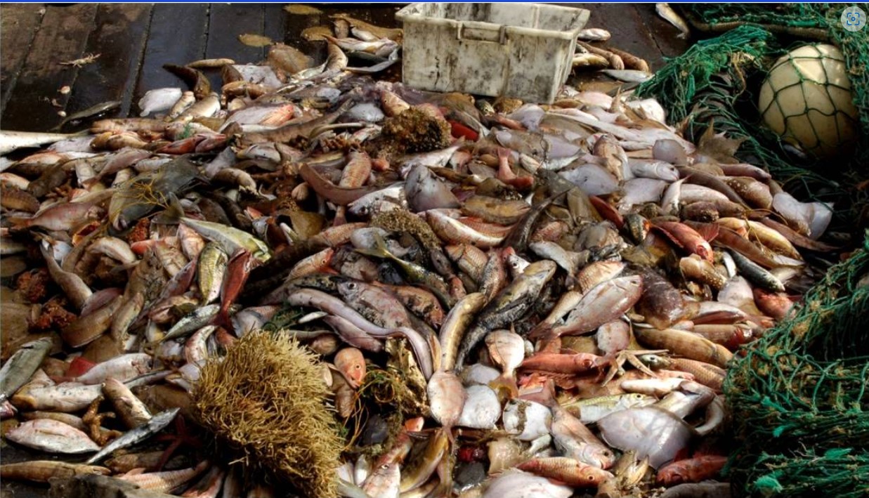 JOURNÉE MONDIALE DES OCÉANS: MARE NOSTRUM OU MARE MORTUM ? | MedReAct