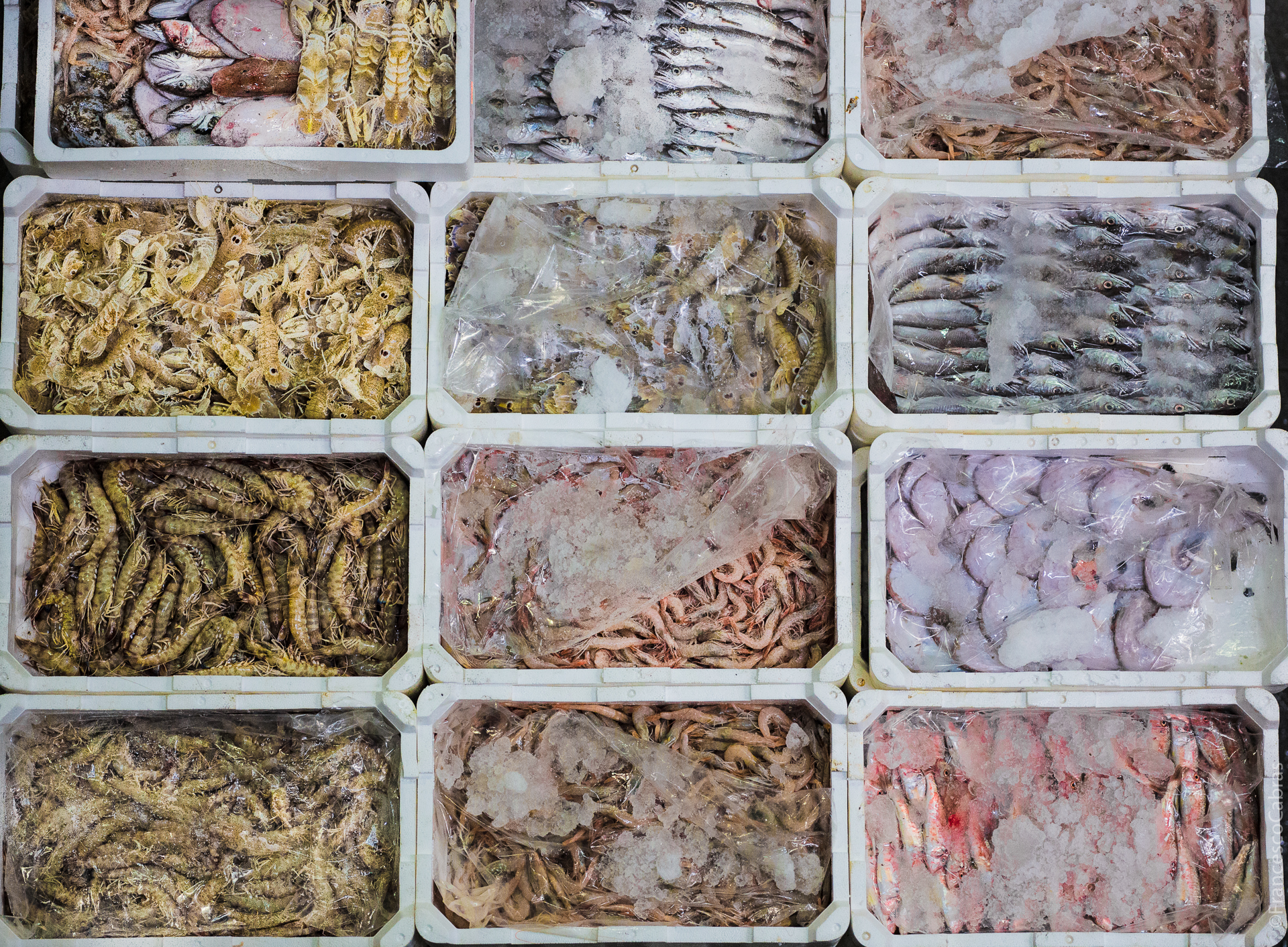 La pesca a strascico nel Mediterraneo | MedReAct